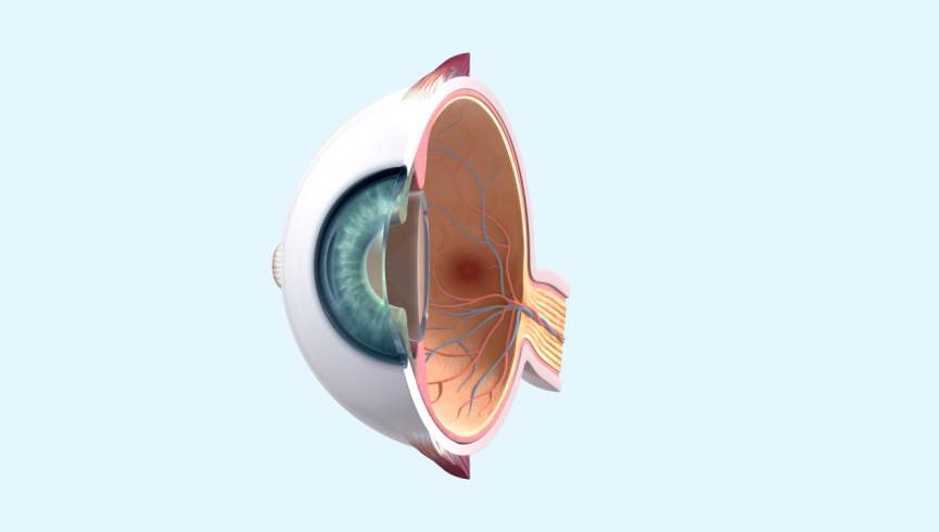 3d Eye Anatomy Stereoscopic Illustration Eye MedicalGraphics